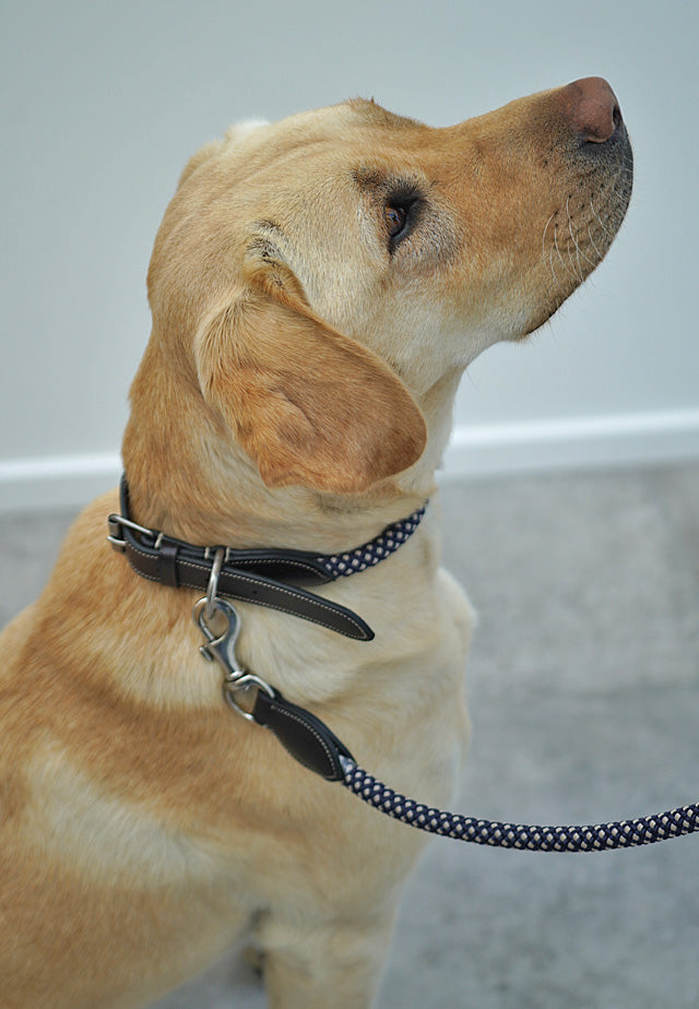 Rope Collar – Hinterland